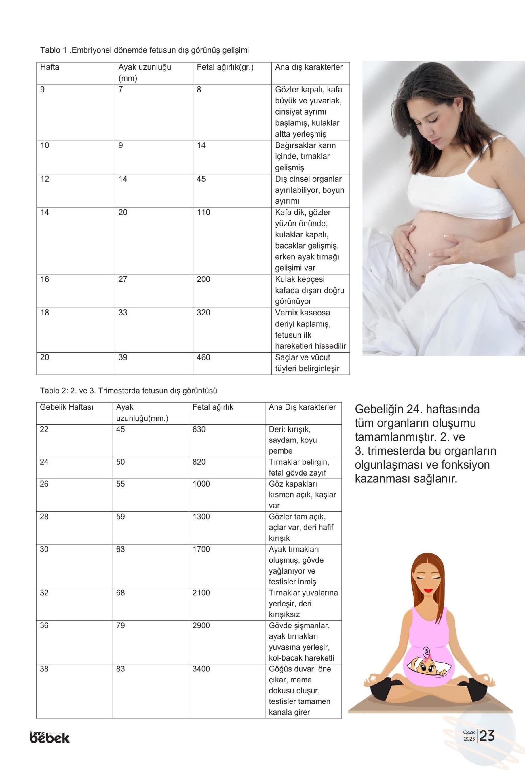 Anne Karnında Bebek Gelişimi | İstinye Üniversitesi